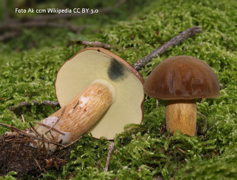 Pilze Braunkappe Stropharia rugosoannulata Pilzart